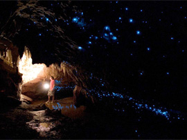 Nikau Cave and Cafe | Hello Auckland - Hello Auckland