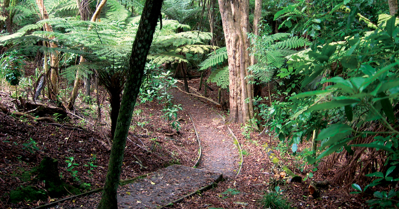 Maori Pipi Walk - Birkenhead | Hello Auckland - Hello Auckland