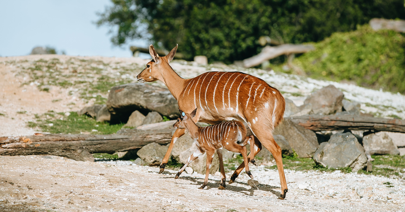 Nyala Calves | Hello Auckland - Hello Auckland