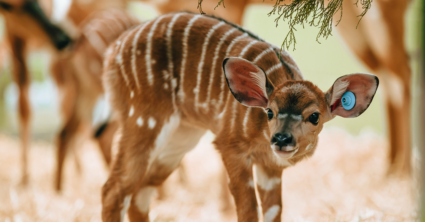 Nyala Calves | Hello Auckland - Hello Auckland